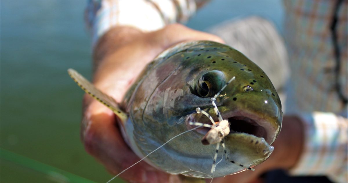 Hoping for Hoppers | Fishing on Grey Reef in Casper Wyoming | Visit Casper