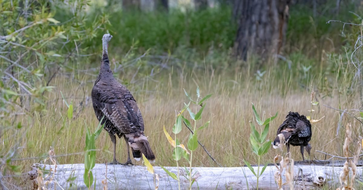 Wildlife Viewing & Bird Watching | Nature Activities in Casper | Visit ...